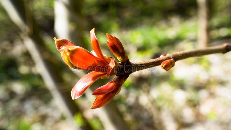 Opening bud in spring stock image. Image of springtime - 139099201