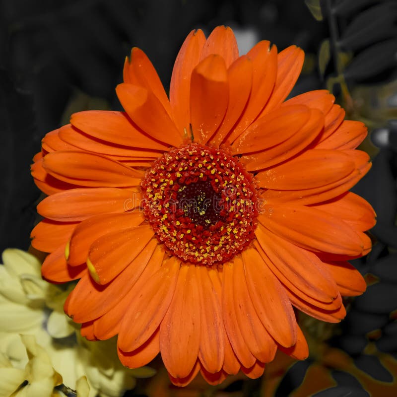 Macro Shot of Orange Gerbera Gerbera Viridifolia Stock Image - Image of ...