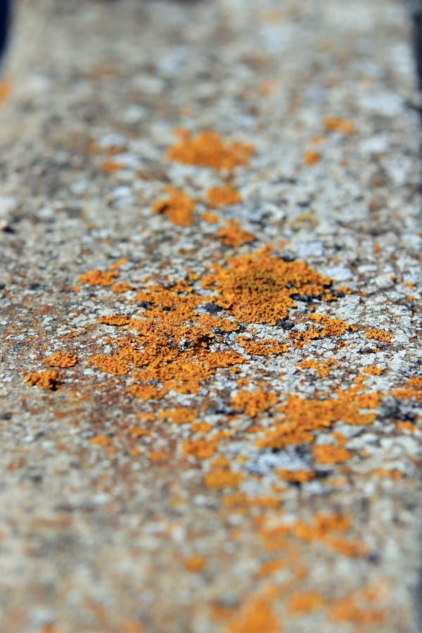 Macro Shot of Orange Lichen Crust on a Rock Surface Stock Photo - Image ...