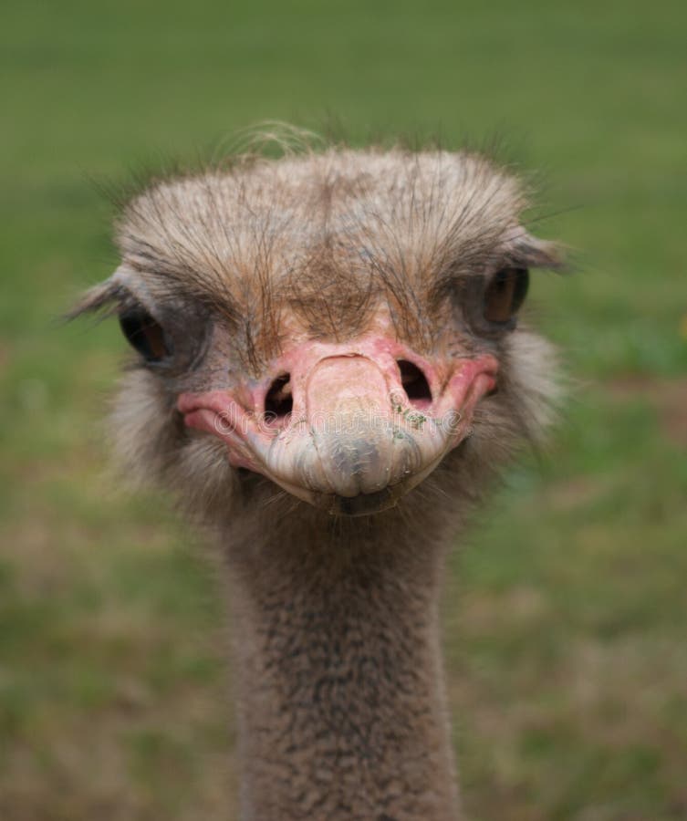 Green Ostrich Fern Plants Growing in the Garden Stock Photo - Image of ...