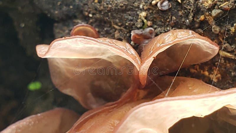 Close-up of a Pale Brown Mushroom with a Web of Thin Threads Stock ...
