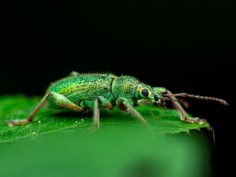 Macro Shot of a Pale Green Weevil Insect Perched on a Single Leaf in a ...