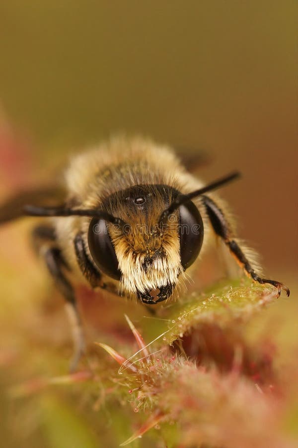 Macro Shot of a Patchwork Leaf-cutter Bee (Megachile Centuncularis ...