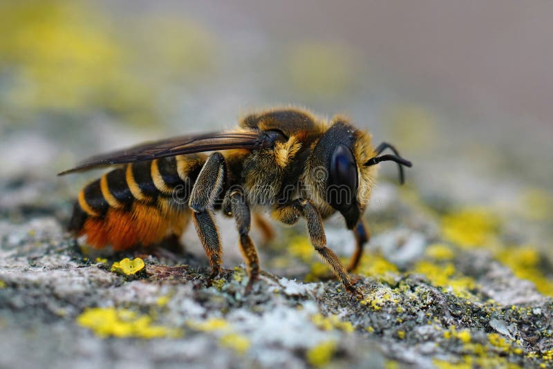 Macro Shot of a Patchwork Leaf-cutter Bee (Megachile Centuncularis ...