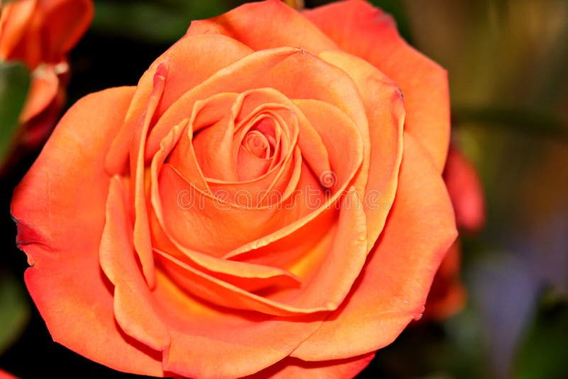 Beautiful Peach Colored Rose Stock Image - Image of blooming, beautiful ...