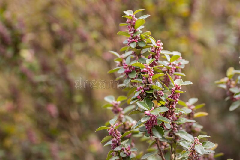 Macro Shot of Perfume Princess Daphne Flowers in Bloom Stock Image ...