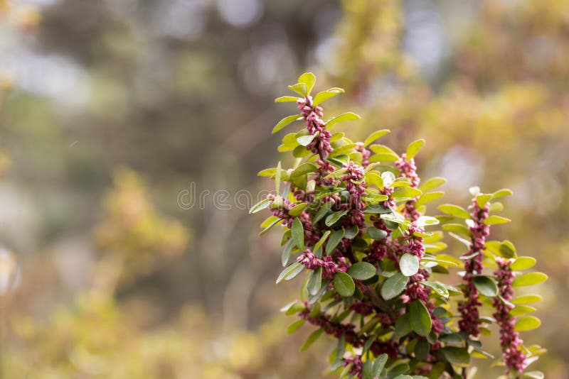 Macro Shot of Perfume Princess Daphne Flowers in Bloom Stock Image ...