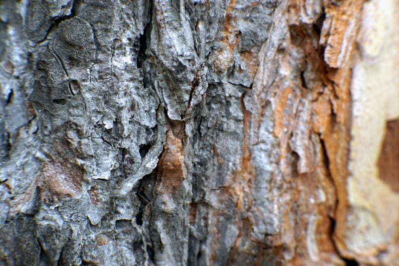 Macro Shot of a Pine Tree Bark Stock Image - Image of nature, firewood ...
