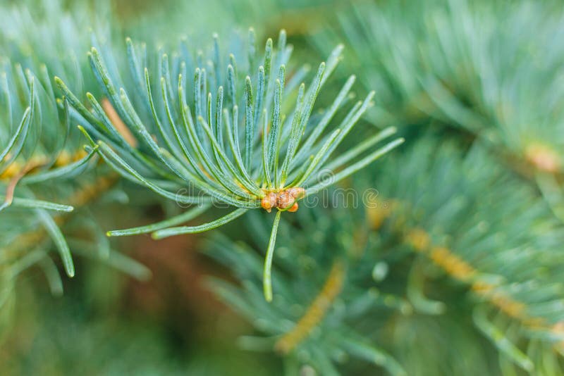 Macro Shot of Pine Tree Leaves Stock Image - Image of green, horizontal ...