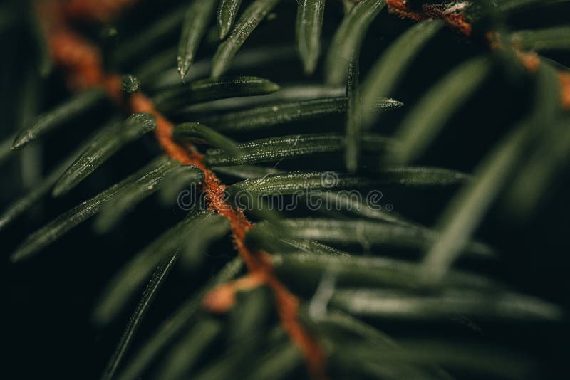 Macro Shot of the Pine Tree Spines Detail. Stock Image - Image of ...