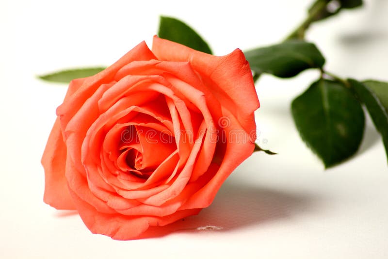 922 Partial Bloom Photos - Free & Royalty-Free Stock Photos from Dreamstime