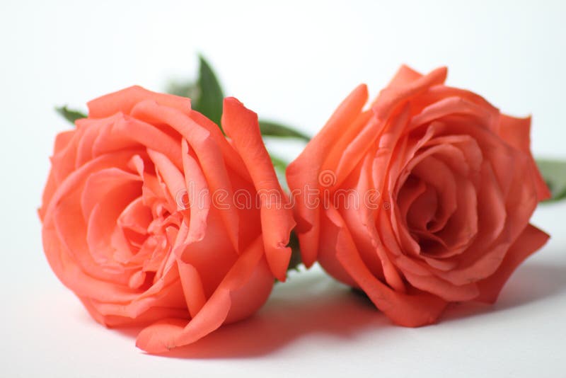 1,088 Partial Bloom Stock Photos - Free & Royalty-Free Stock Photos ...