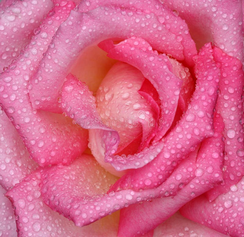 Macro Shot of Pink Rose with Raindrops Stock Photo - Image of occasion ...