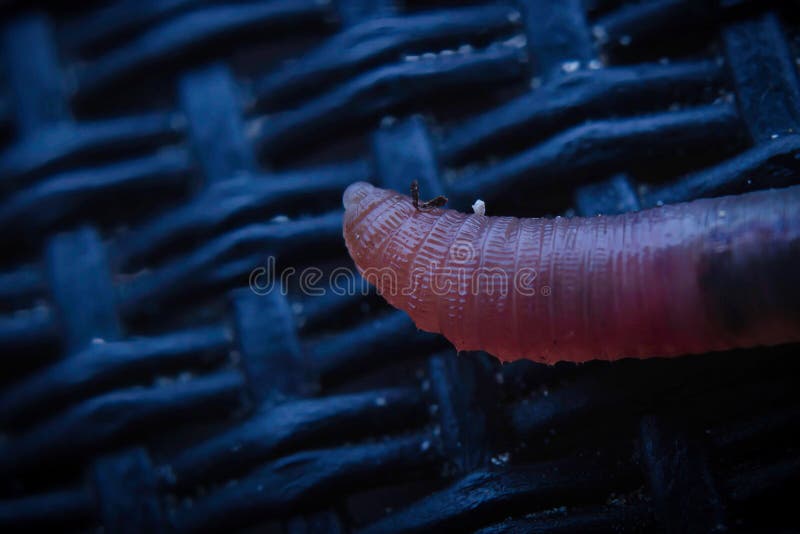 Pink Worm with Glasses among Colorful Books Stock Photo - Image of ...