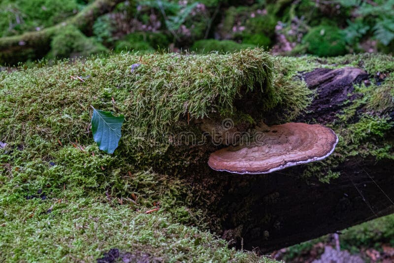 Macro Shot of Polypore Fungi (bracket Fungi, Shelf Fungi) Growing on ...