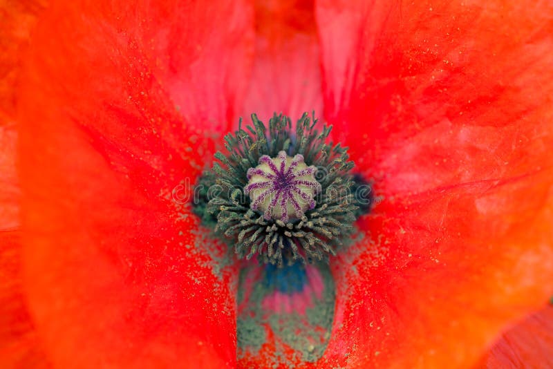 Macro shot of poppy flower stock image. Image of blossom - 249205559