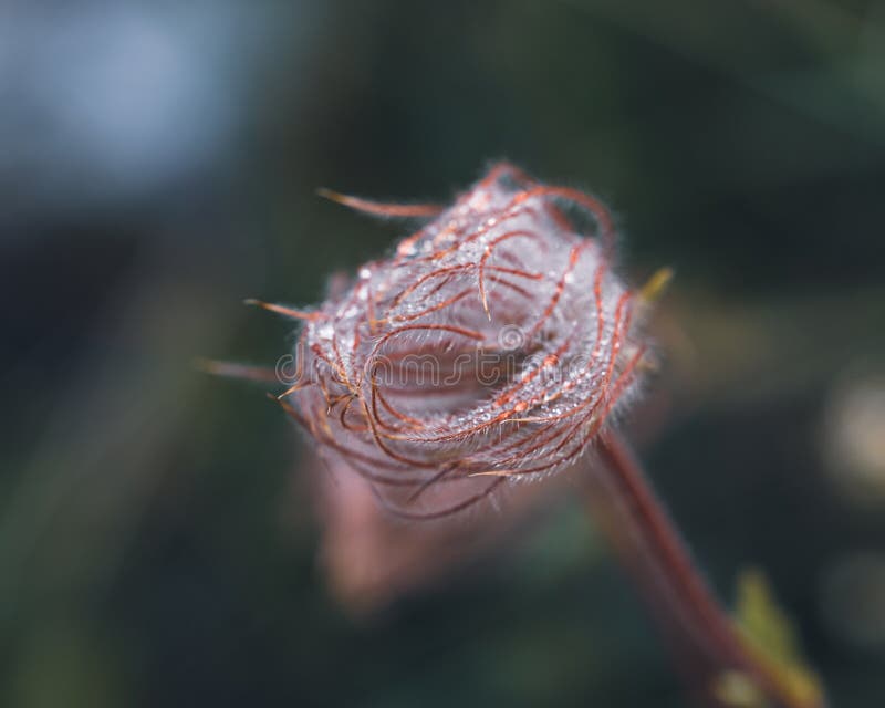 Macro Shot of a Prairie Smoke Wildflower Outdoors Stock Image - Image ...