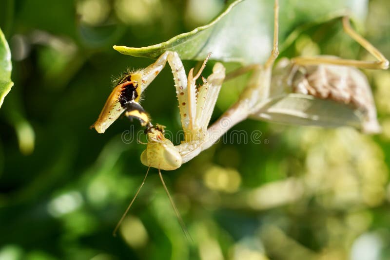 Macro Shot of a Praying Mantis Eating Prey on a Leaf Stock Image ...