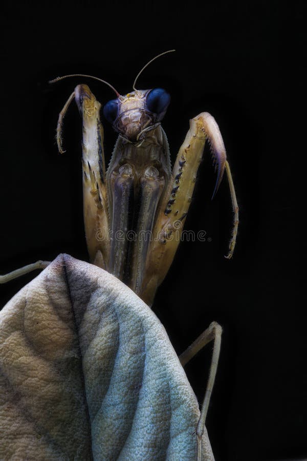 Macro Shot of a Praying Mantis Standing on a Dark Leaf and Staring at ...