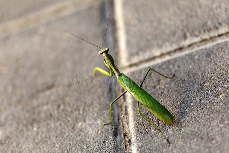Urban Praying Mantis stock image. Image of antenna, outdoors - 29875031