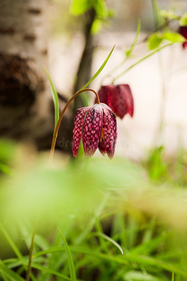 Macro Shot of Purple Fritillary in Bloom.. Stock Photo - Image of ...