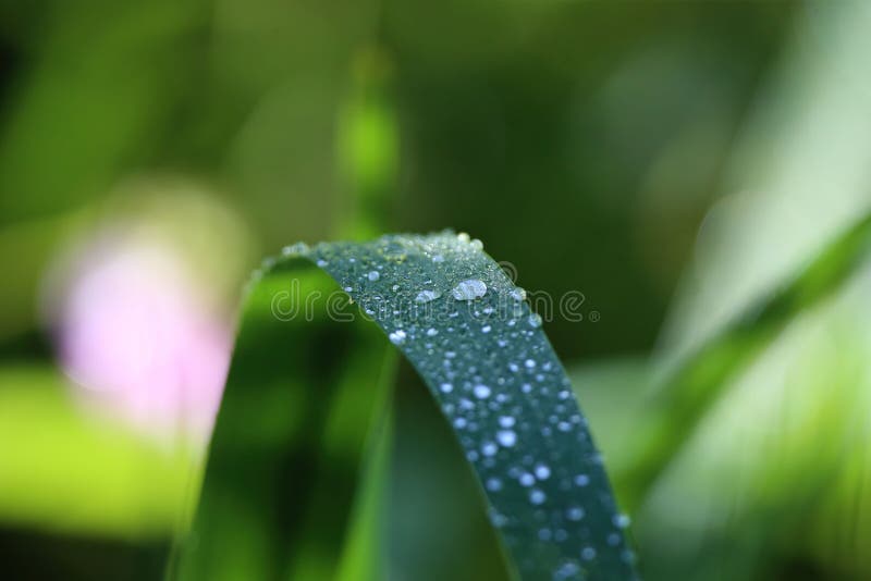 Macro Shot Of Raindrops On Bright Green Grass In Garden On Blurry