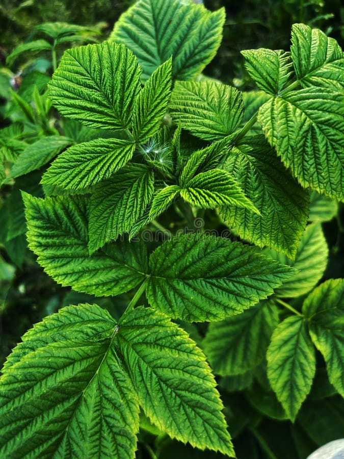 Macro Shot of Raspberry Leaves with Vein Texture Stock Image - Image of ...