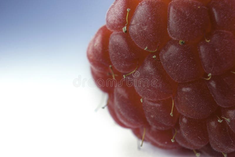 Macro Shot of a Raspberry on the White Background, Selective Focus of a ...