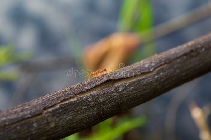 Macro Shot of a Red Ant Crawling on a Stick Stock Image - Image of ...