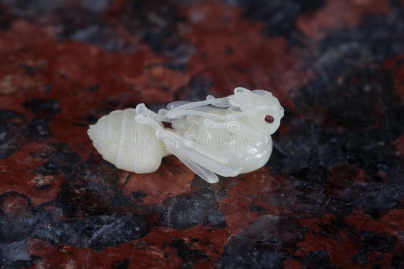 Macro Shot of Red Ant Larvae. Stock Image - Image of insect, antâ€™s ...