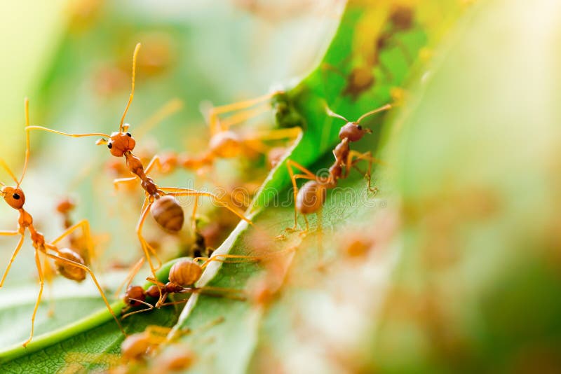 Macro Shot of Red Ant in Nature with Selective Focus Stock Image ...