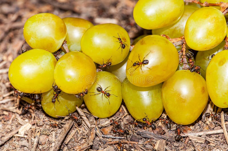 Macro Shot of Red Ants on Ripe Grape Fruit Stock Image - Image of food ...