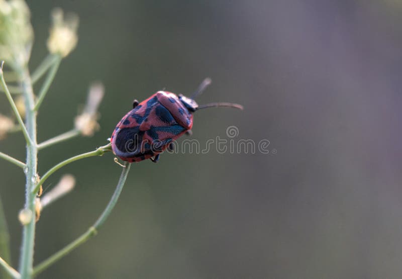 A Macro Shot of a Red Beetle Seen in June Stock Photo - Image of grass ...