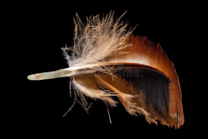 Macro Shot of a Red-brown Chicken Feather Stock Image - Image of bird ...