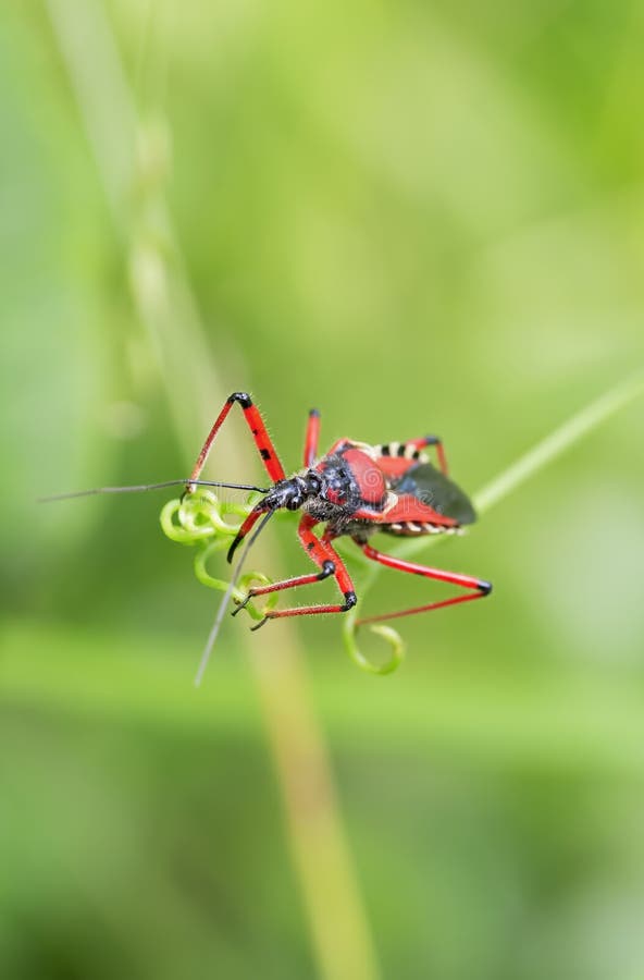 Macro shot of a red bug stock photo. Image of infestation - 41420000