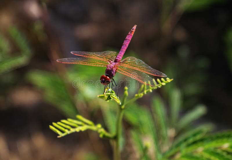 The Red Dragonfly stock photo. Image of dragonfly, close - 154276446