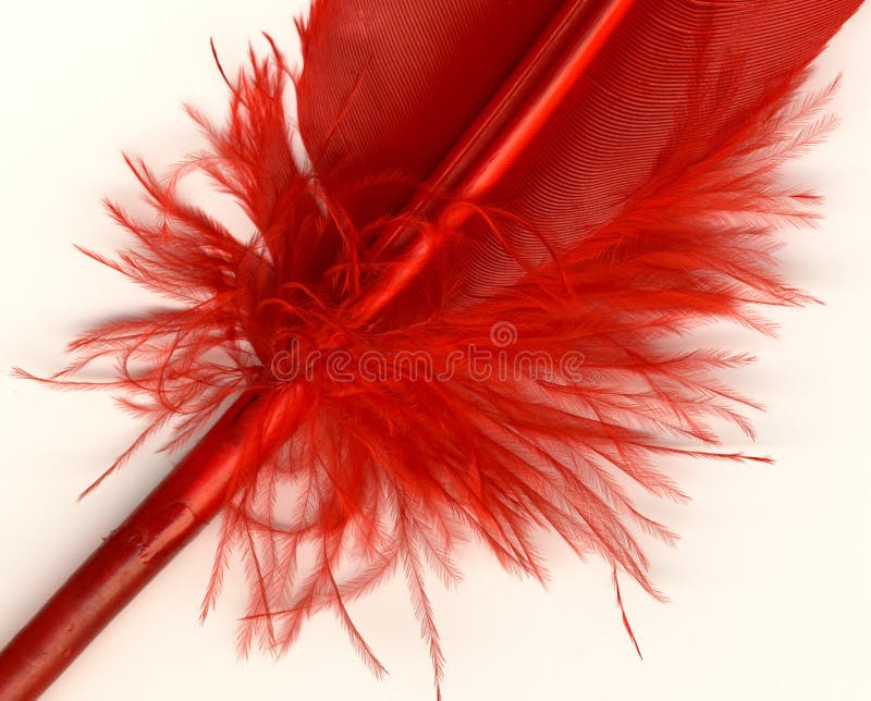 Red feather stock photo. Image of wind, tenderness, bird - 167140