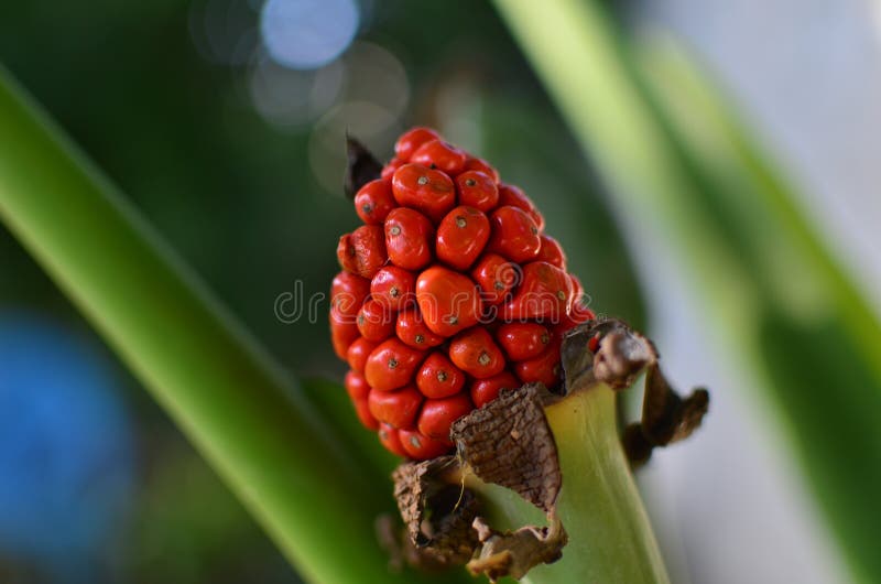 Macro Shot of a Red Jack in the Pulpit Berry Stock Photo - Image of ...
