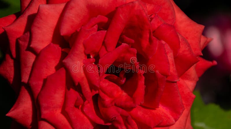 Red Rose macro shot stock photo. Image of macro, flowers - 151510304