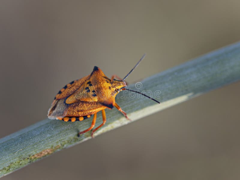 Macro Shot of a Red Shield Bug on a Plant Stock Photo - Image of shield ...