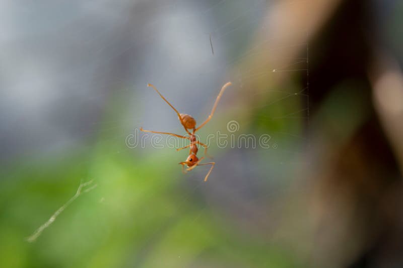 Macro Shot of a Red Stock on a Web Stock Photo - Image of concept ...