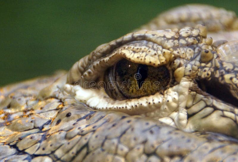 Macro Shot Of Reptile Picture. Image: 83018386