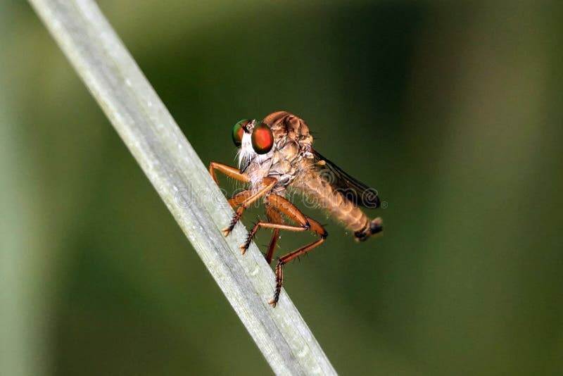 Macro shot of a robber fly stock photo. Image of leaf - 256070554