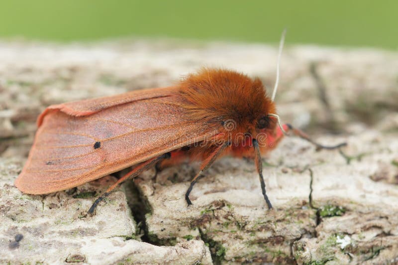 Macro Shot of Ruby Tiger Moth (phragmatobia Fuliginosa) Stock Image ...