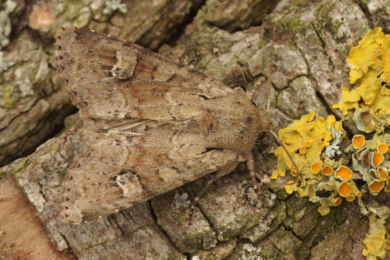 Macro Shot of the Rustic Shoulder Knot Moth on a Branch Stock Image ...