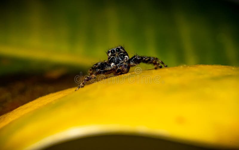 Macro Shot of a Salticus Spider on a Yellow Leaf Stock Image - Image of ...