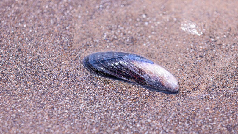 Macro Shot of a a Shell of a Blue Mussel Stock Photo - Image of ...