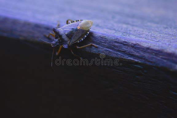 Macro Shot of a Shield Bug on a Wooden Surface Stock Photo - Image of ...