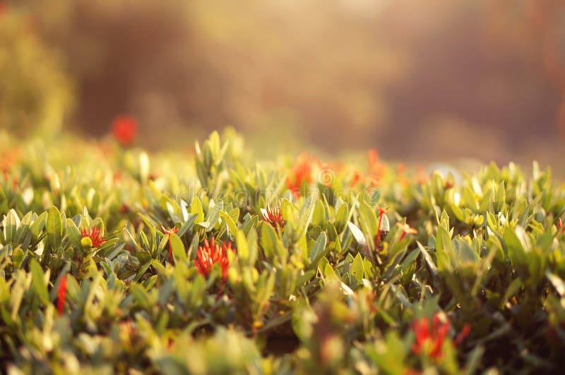 Macro shot of shrub grass stock photo. Image of resolution - 65619902