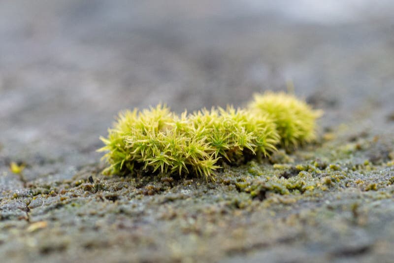 Macro Shot of Sidewalk Moss Stock Image - Image of bryophyta, sensu ...